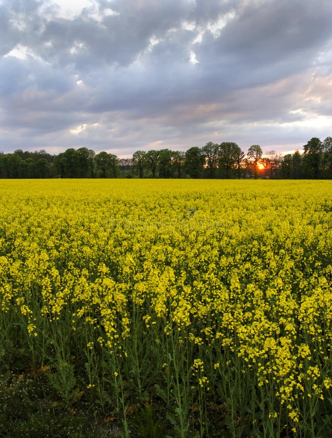 Field of yellow rapeseed editorial image. Image of plant - 303389340