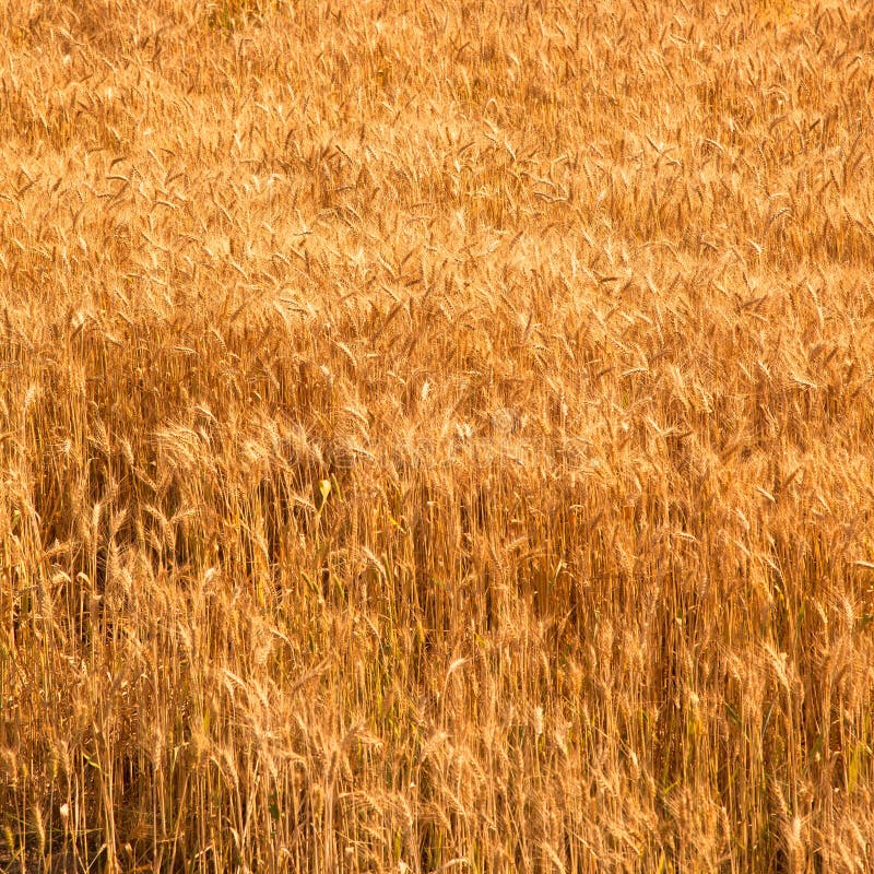 Field of Yellow and Ripe Wheat in Sunlight, Wheat Field at Harvest Time ...