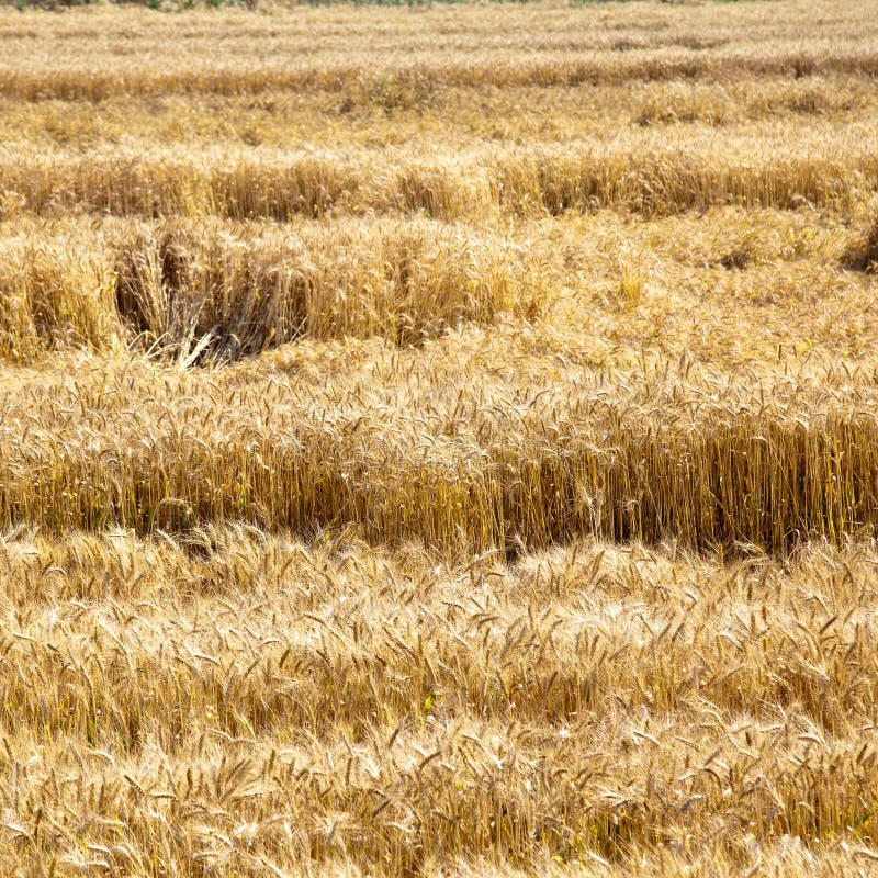 Field of Yellow and Ripe Wheat in Sunlight, Wheat Field at Harvest Time ...