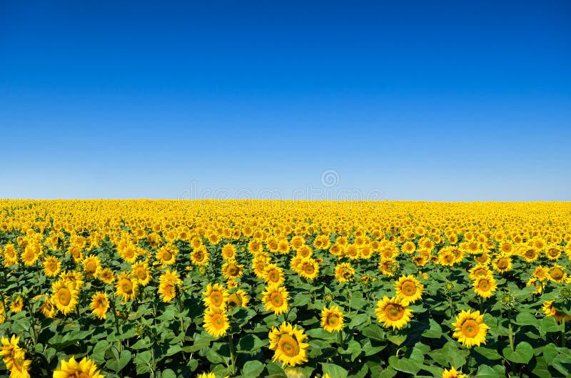 Ripe,young Sunflowers on the Blue Sky Background Stock Photo - Image of ... Ripe,young Sunflowers on the Blue Sky Background Stock Photo - Image of ...