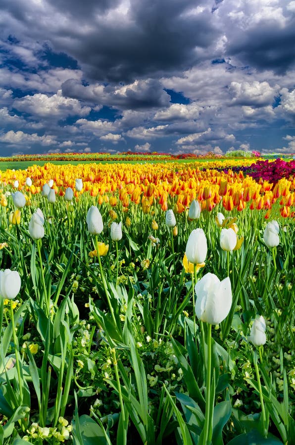 Spring Tulips stock photo. Image of pattern, tulip, flowers - 30297248