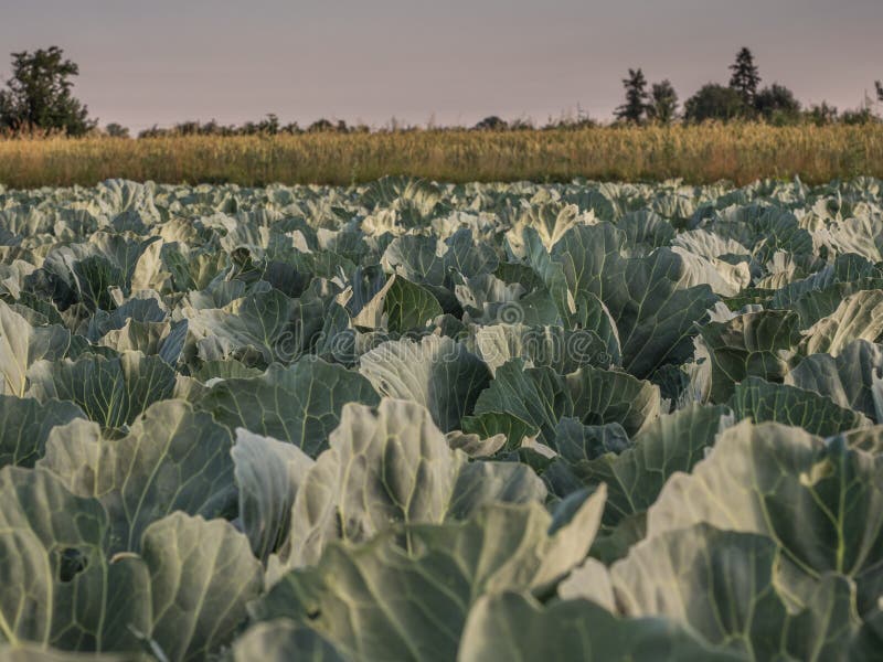 Field of young cabbage stock image. Image of incursion - 209703947