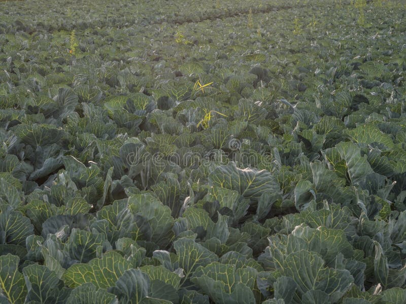 Field of young cabbage stock photo. Image of range, scope - 209704162