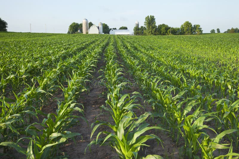 Field of Young Corn with Farm in Background Stock Photo - Image of farm ...