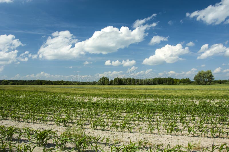 Field of Young Corn, Forest and White Clouds in the Sky Stock Image ...