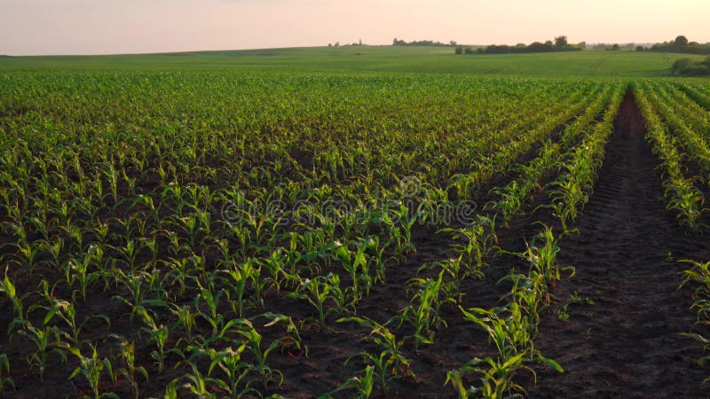 A Field of Young Corn Plants Growing in Rows, with a Dirt Path Running ...