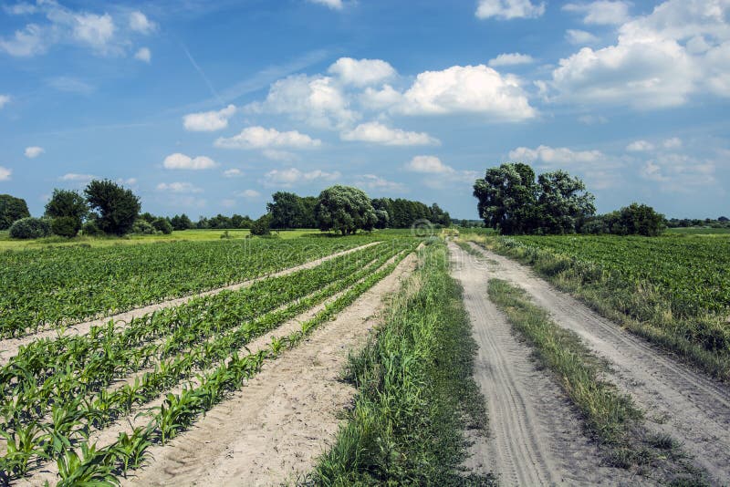 Field of Young Corn on a Sandy Road Stock Image - Image of rural, wood ...