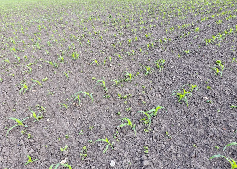 Field of Young Corn. Shoots of Corn on the Field. Fodder Corn for ...