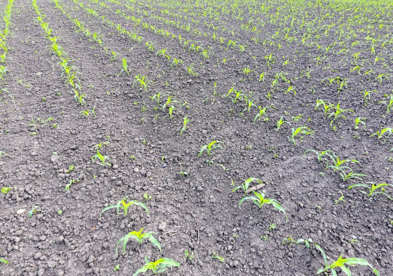 Field of Young Corn. Shoots of Corn on the Field. Fodder Corn for ...