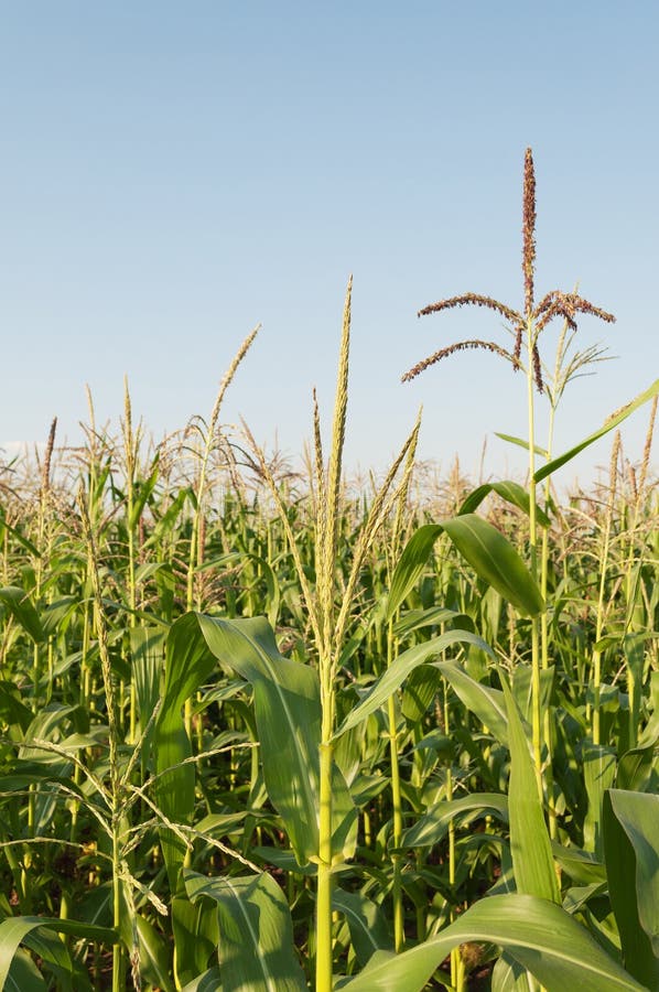 Dry Corn Stalks with Cobs,corn on the Stalk Dry Corn Stock Image ...