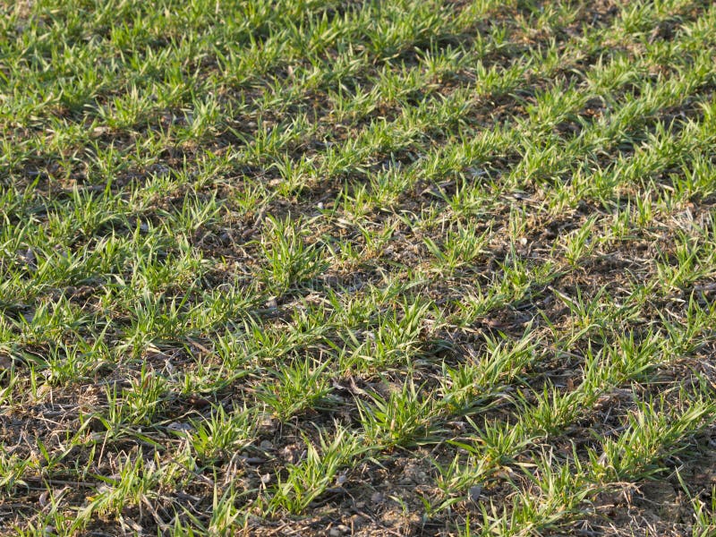 Field with Young Green Grain Stock Image - Image of ground, farm: 48165187
