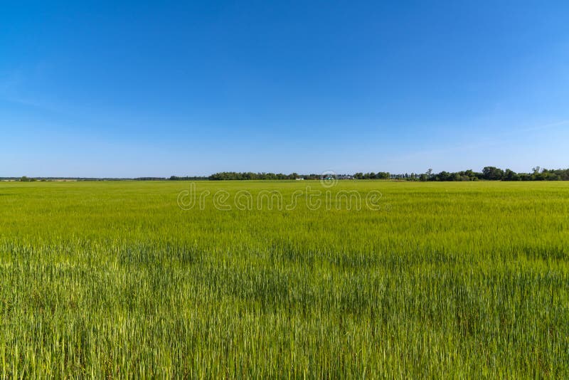 Field of Young Green Wheat in a Russia Stock Image - Image of ...