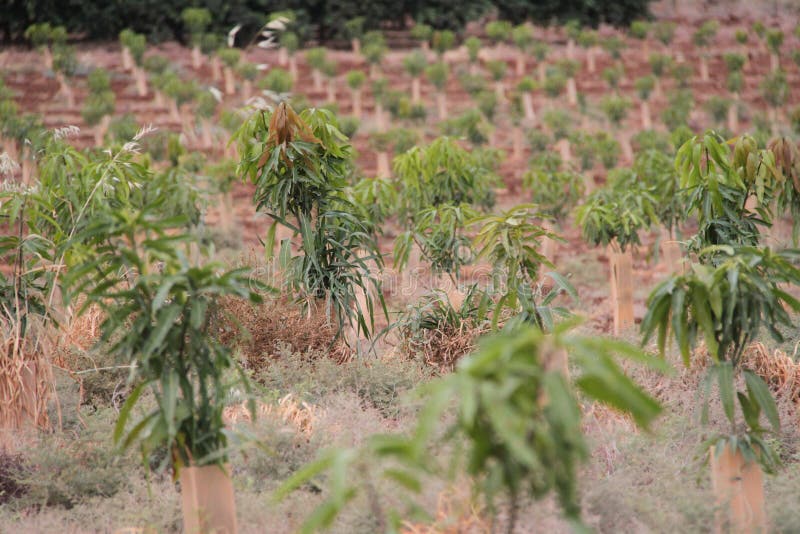 Field of Young Mango Trees stock image. Image of fields - 110079291