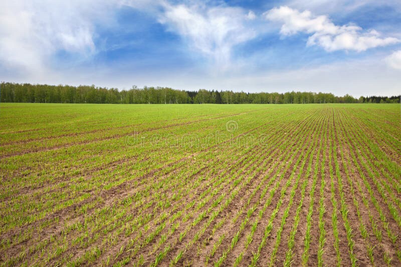 The Field of Young Seedlings Stock Image - Image of cereal, grain: 24906681