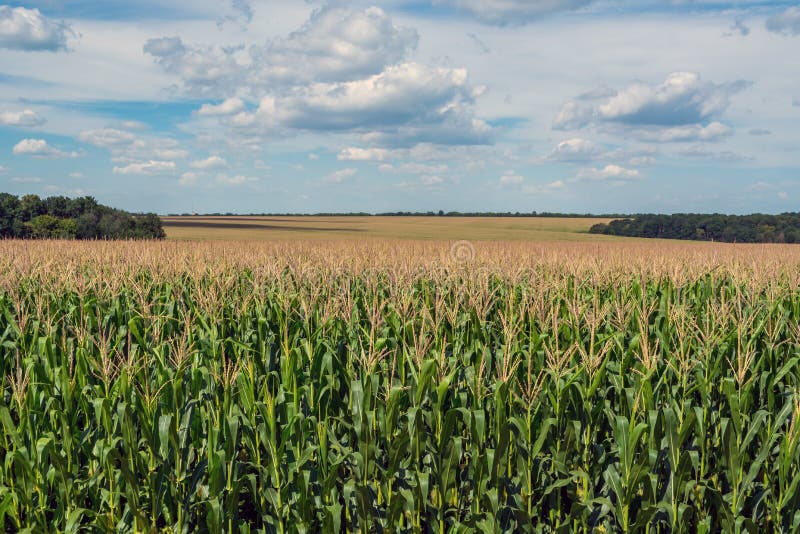 Field of Young, Tall, Green Corn, in the Phase of the Formation of the ...