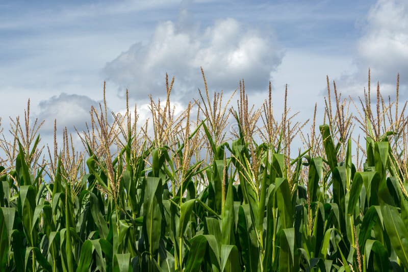 Field of Young, Tall, Green Corn, in the Phase of the Formation of the ...