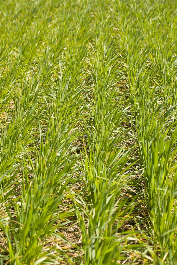 Field of Young Wheat. Green Bright Grass for Background Young Wheat ...