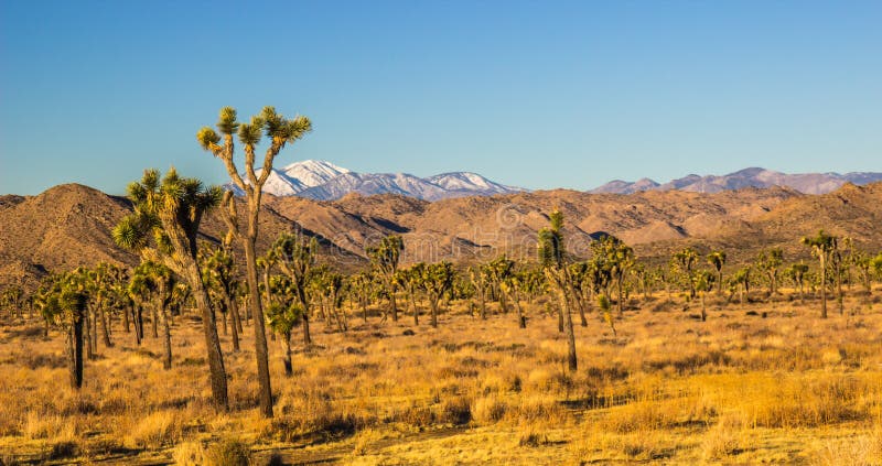 Field of Joshua Trees at Sunrise Stock Image - Image of high, blue ...