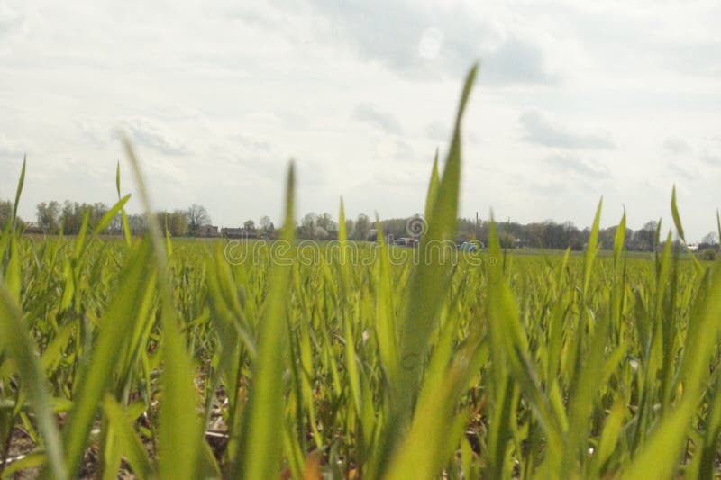 Field zoom stock image. Image of outside, green, farm - 91078071