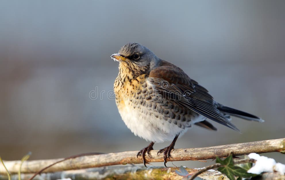 Fieldfare stock image. Image of brown, speckled, feathers - 12874263