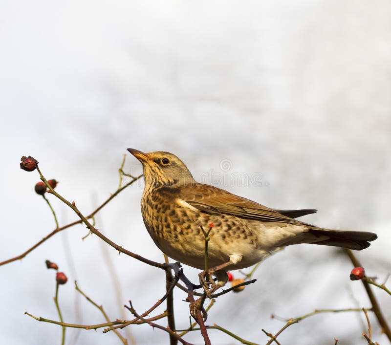 Fieldfare stock photo. Image of wild, bird, ornithology - 23120048