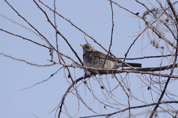 Fieldfare stock photo. Image of feather, bird, brown - 26519594