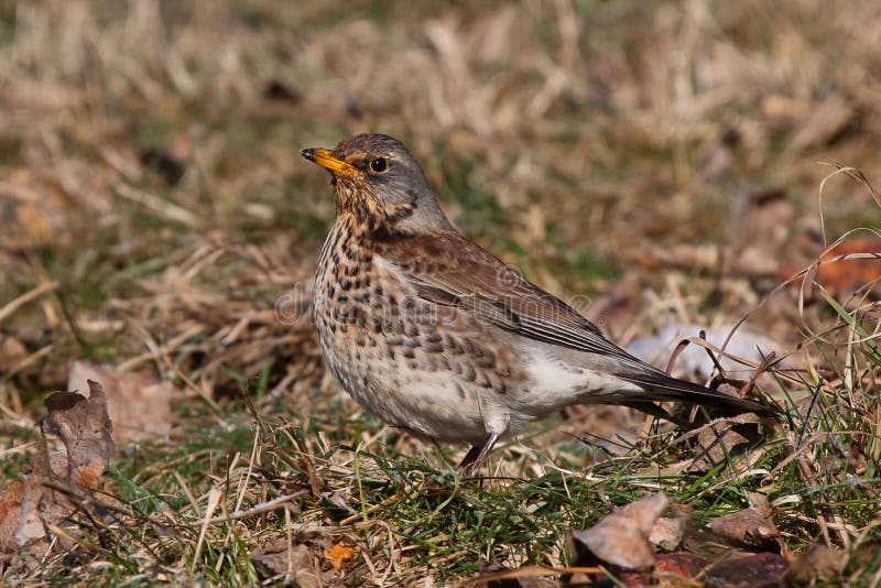 Female ptarmigan stock photo. Image of buck, tail, feeding - 775962