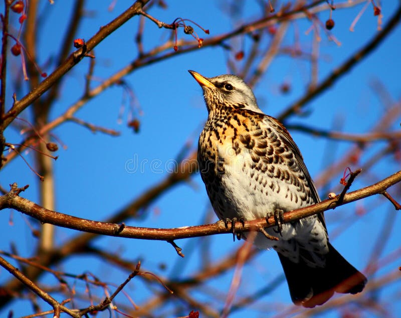 Fieldfare stock photo. Image of feathers, feed, cold - 37673956