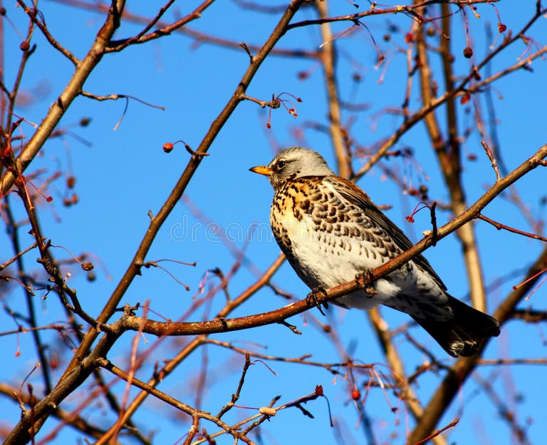 Fieldfare stock photo. Image of outside, natural, flock - 37674784