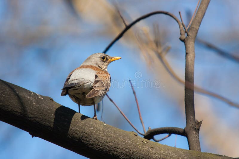 Fieldfare stock image. Image of feather, blue, beauty - 38404857