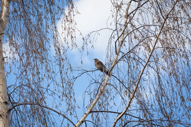 Fieldfare Bird on Birch Branch Stock Photo - Image of birch, tree ...