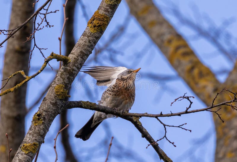 Fieldfare Bird on the Branch of Spring Tree Stock Image - Image of ...