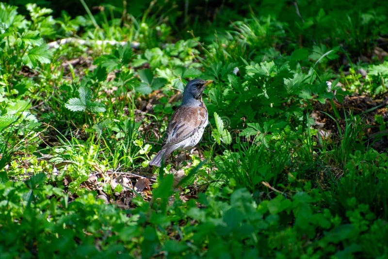 The Fieldfare Bird on a Ground Stock Photo - Image of grass, lawn ...