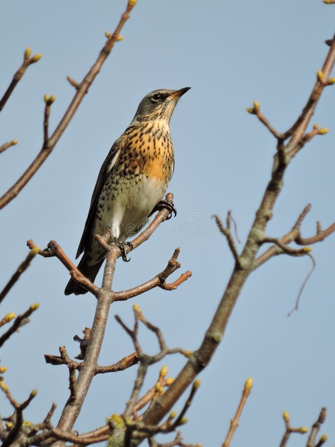A Fieldfare Bird Resting in a Tree Stock Photo - Image of europe, wild ...