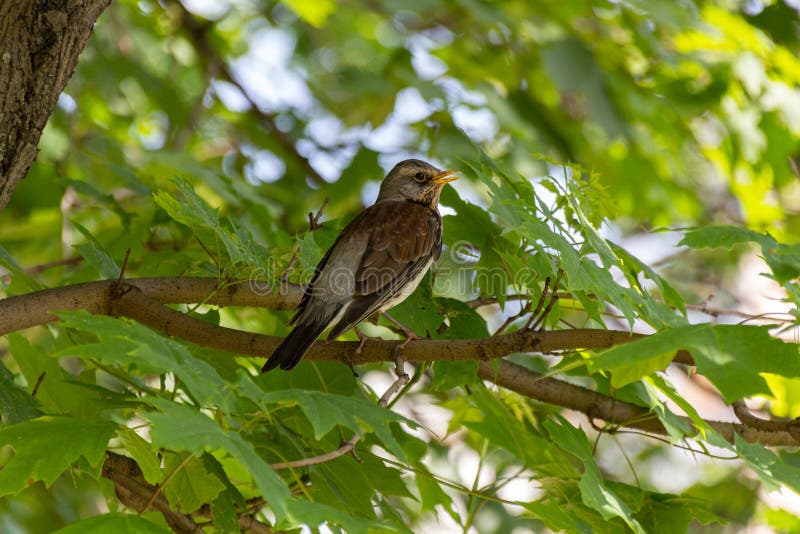 Maple Bird S Eye (wood Texture) Stock Photo - Image of design, close ...