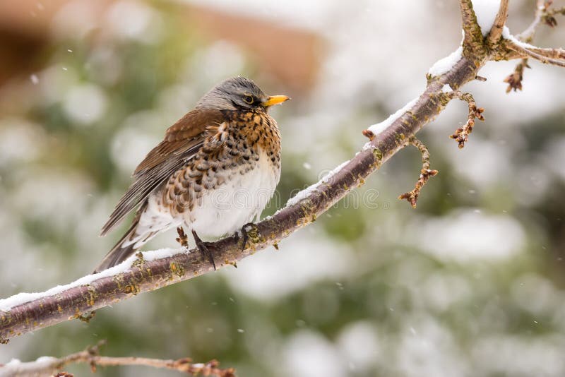 Fieldfare Bird Sitting on a Tree Stock Photo - Image of feather, nature ...