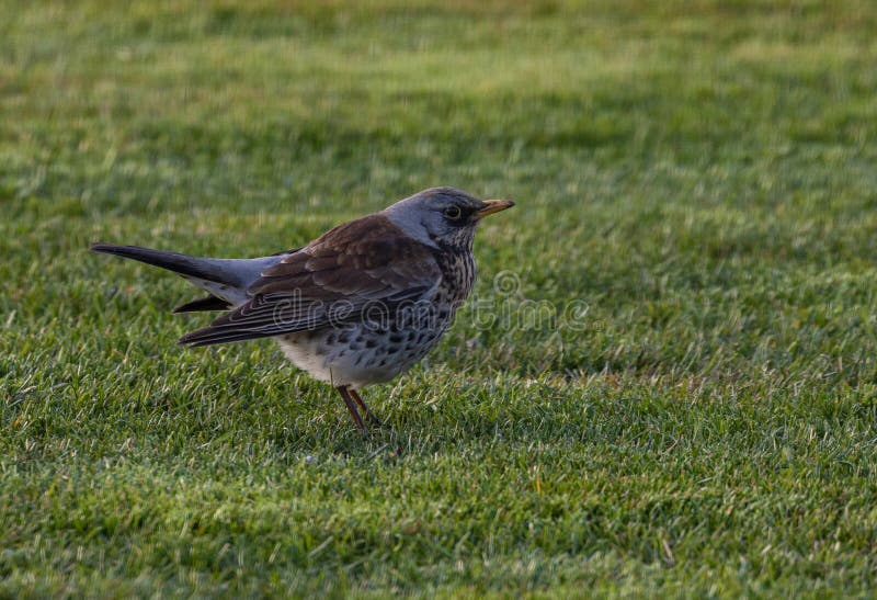 Fieldfare Bird Standing on the Grass Stock Image - Image of wild, green ...