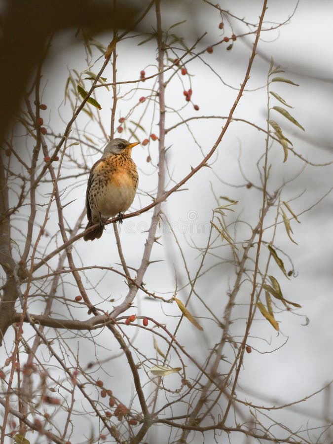 Fieldfare bird on the tree stock image. Image of background - 255012651