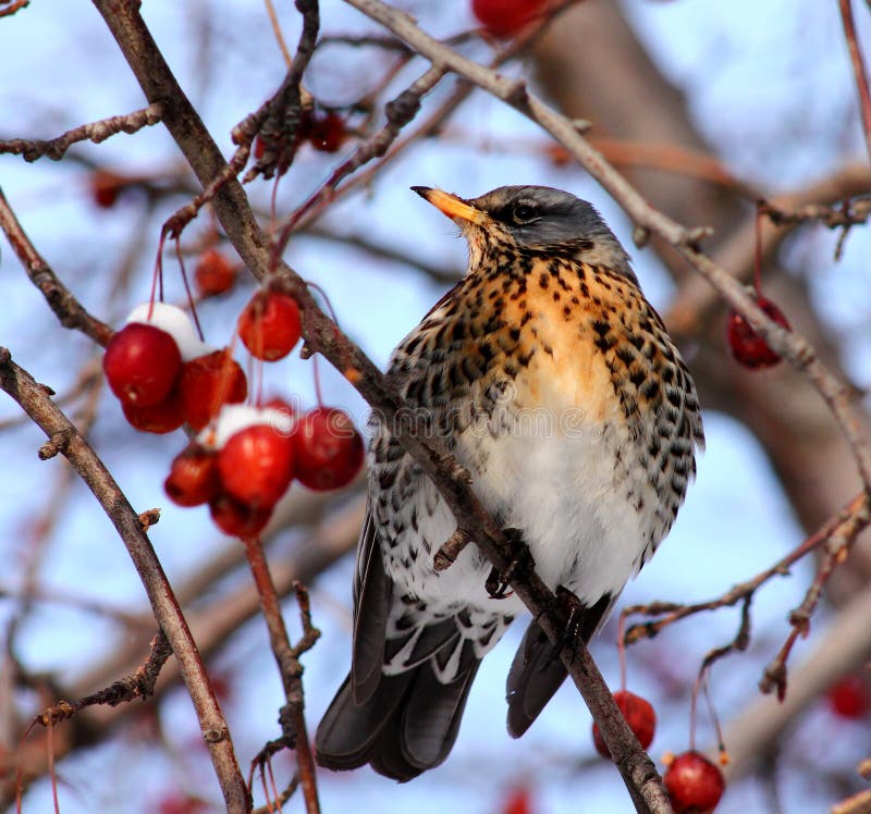 Fieldfare (Turdus pilaris) stock image. Image of natural - 23166827