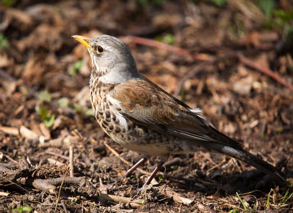 Fieldfare close-up stock photo. Image of cute, warblers - 2308832