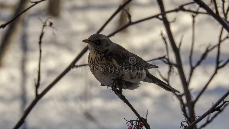 Fieldfare. a Common Type of European Thrush. Stock Image - Image of ...