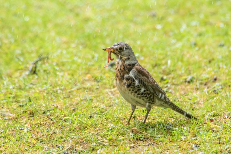 A Beautiful Summer Day in a Rural Area. a Field with a Solitary Tree ...