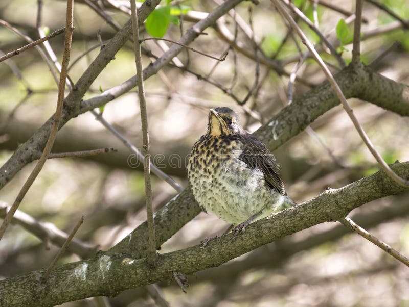 Fieldfare fledgling stock photo. Image of childhood, brown - 93045540