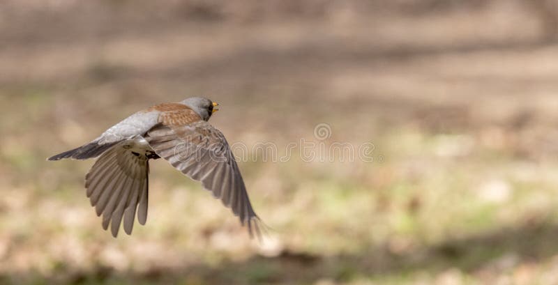 Fieldfare Flight Stock Photos - Free & Royalty-Free Stock Photos from ...