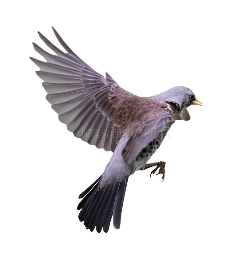 Fieldfare Flight Stock Photos - Free & Royalty-Free Stock Photos from ...