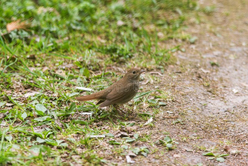 Fieldfare Nestling in Spring Stock Image - Image of wildlife, small ...