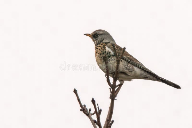 A Fieldfare Sitting on a Branch Stock Image - Image of nature ...