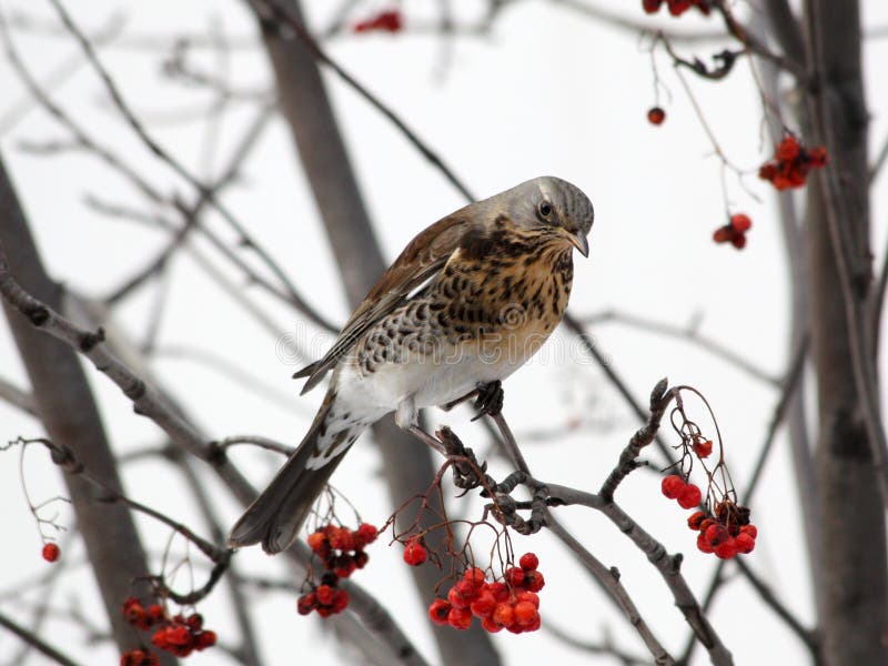 Fieldfare (Turdus pilaris) stock image. Image of natural - 23166827