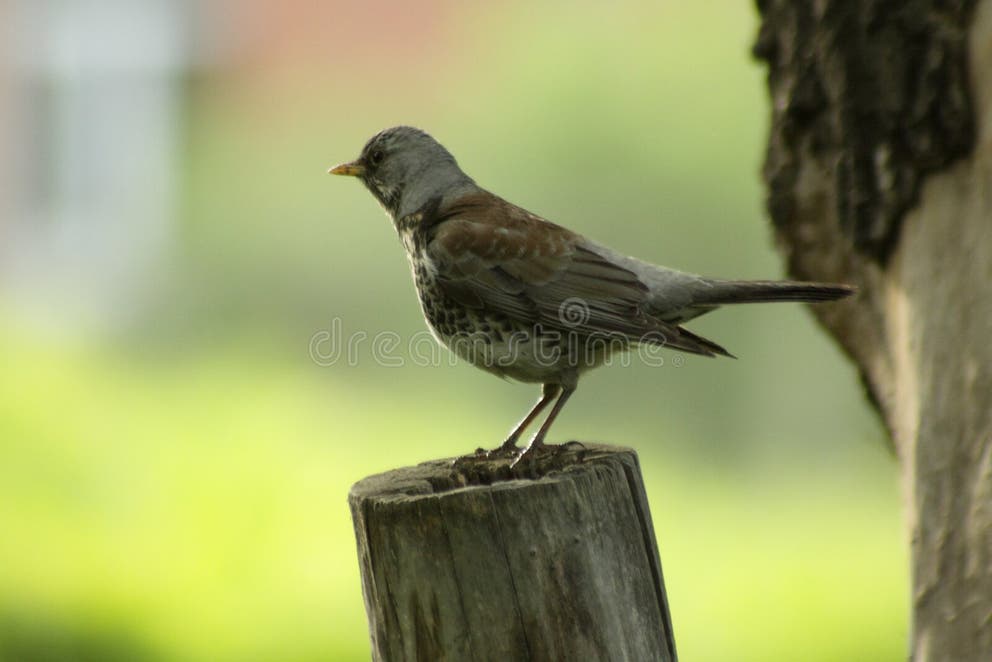 Fieldfare stock image. Image of fieldfare, summer, sunny - 40849731