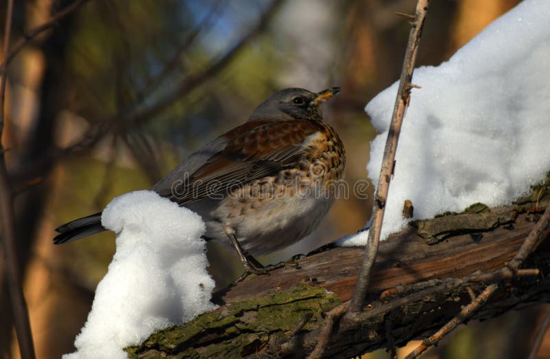 Fieldfare, Thrush Bird, Snowbird, Blackbird on a Tree and Snow in ... Fieldfare, Thrush Bird, Snowbird, Blackbird on a Tree and Snow in ...